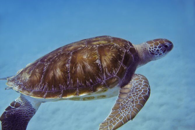 Kona Shore Excursion: Wild Dolphin Reefs Snorkel and Sea Caves - FAQ