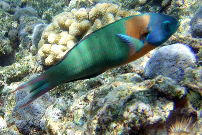 Kona Shore Excursion: Wild Dolphin Reefs Snorkel and Sea Caves - Final Thoughts