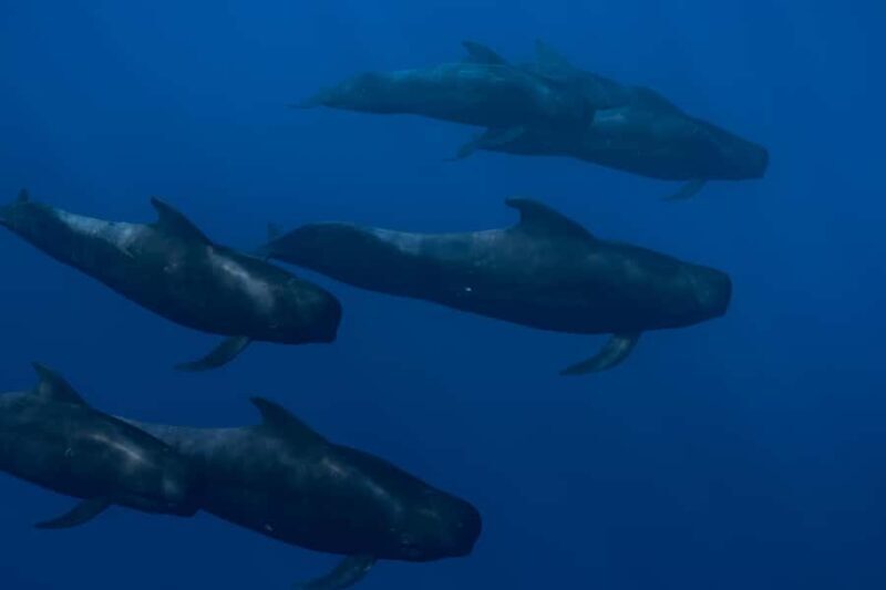 Kona: Small Group Ocean Safari + Snorkel - FAQ: Kona Small Group Ocean Safari + Snorkel