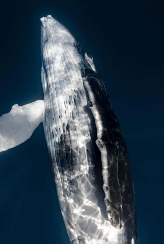 Kona: Small-Group Whale Watching Tour - A Deep Dive into the Kona Whale Watching Experience