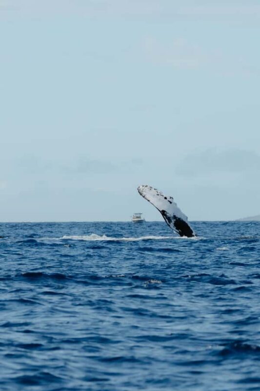 Kona: Small-Group Whale Watching Tour - FAQ