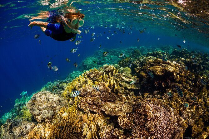 Kona Snorkeling Gear Rental Dive Into Adventure - Meeting Point and Accessibility