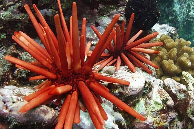 Kona Snorkeling Gear Rental Dive Into Adventure - Why This Rental Works Well for the Independent Snorkeler