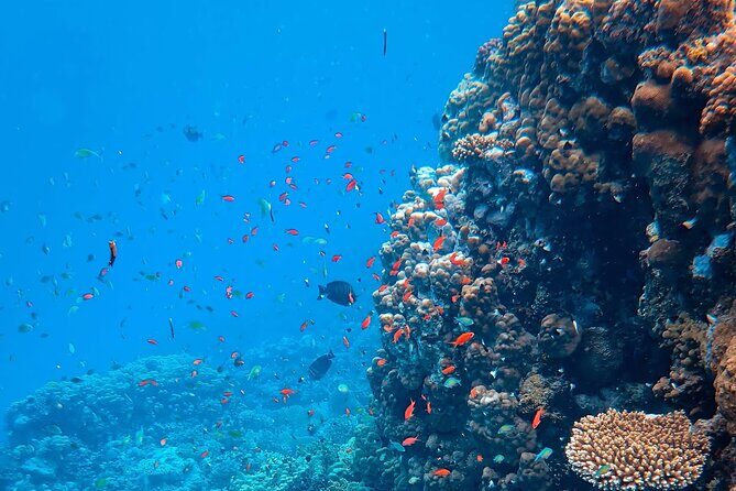 Kona Snorkeling Gear Rental Dive Into Adventure - The Sum Up