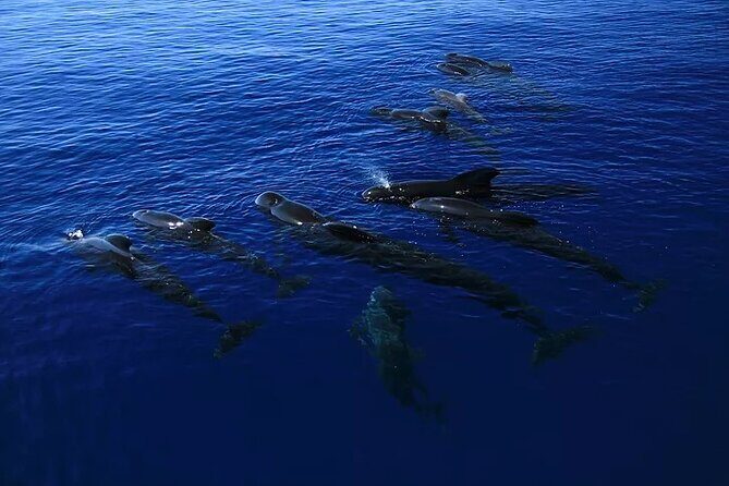 Kona Wild Dolphin, Sea Cave & Captain Cook Reef Snorkel Adventure - An In-Depth Look at the Experience