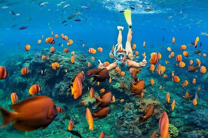 Kona Wild Dolphin, Sea Cave & Captain Cook Reef Snorkel Adventure - The Sum Up: Is This Tour Right for You?