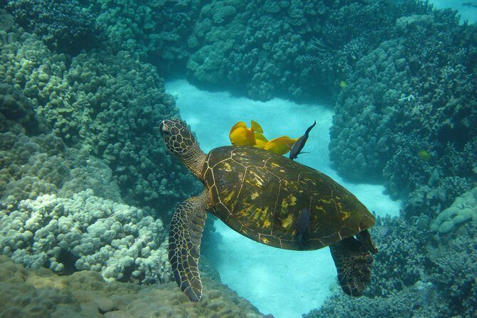 Kona's Deluxe Snorkel - Snorkel Captain Cook and Place of Refuge - A Deep Dive Into the Experience