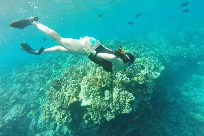 Kona's Deluxe Snorkel - Snorkel Captain Cook and Place of Refuge - In The Sum Up