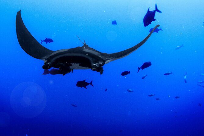 Kona's Magical Manta Ray Night Snorkel: Small-Group Eco-Tour - What to Expect on the Tour