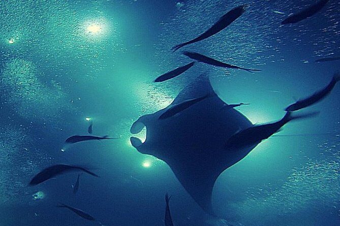 Kona's Magical Manta Ray Night Snorkel: Small-Group Eco-Tour - Practical Details and Considerations