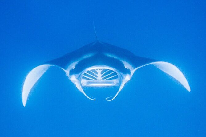 Kona's Magical Manta Ray Night Snorkel: Small-Group Eco-Tour - Authentic Feedback: What Travelers Say