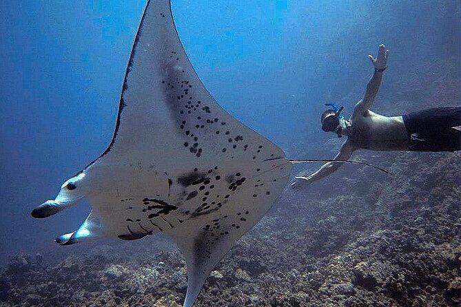 Kona's Magical Manta Ray Night Snorkel: Small-Group Eco-Tour - How This Tour Fits into Your Kona Trip
