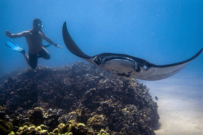 Kona's Magical Manta Ray Night Snorkel: Small-Group Eco-Tour - FAQ