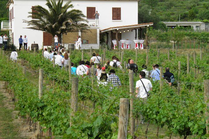 Konavle Valley Wine Tour from Dubrovnik with Train Ride and Wine Tasting - Final Thoughts: Who Should Book This?