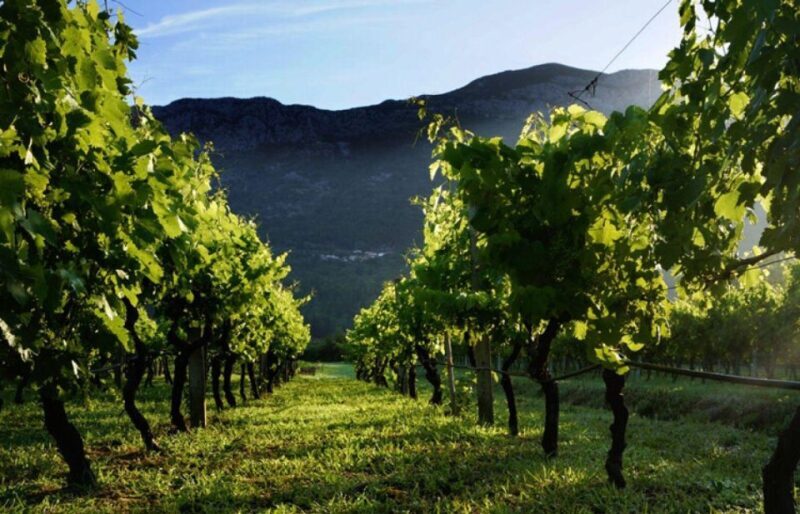 Konavle wine tasting tour from Dubrovnik with 2 vinery's - Key Points
