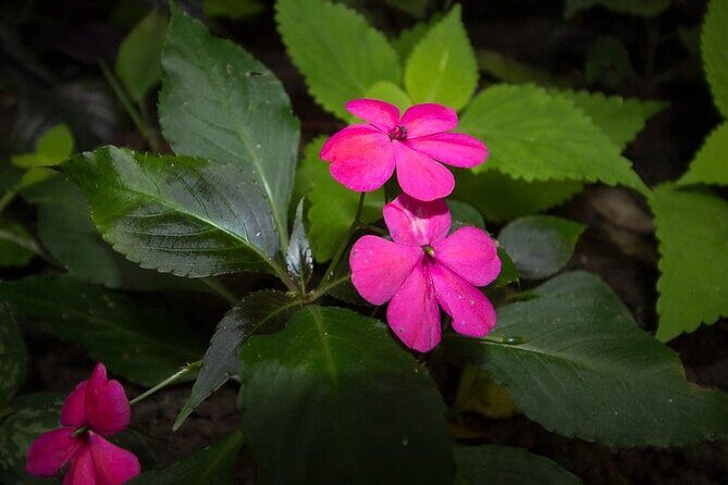 Konoko Falls and Bamboo Blu Beach from Ocho Rios Cruise Port - FAQ