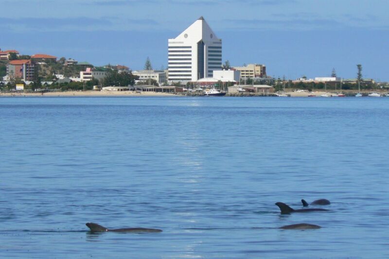 Koombana Bay: Dolphin Eco Cruise - A Practical Look at the Dolphin Eco Cruise Experience