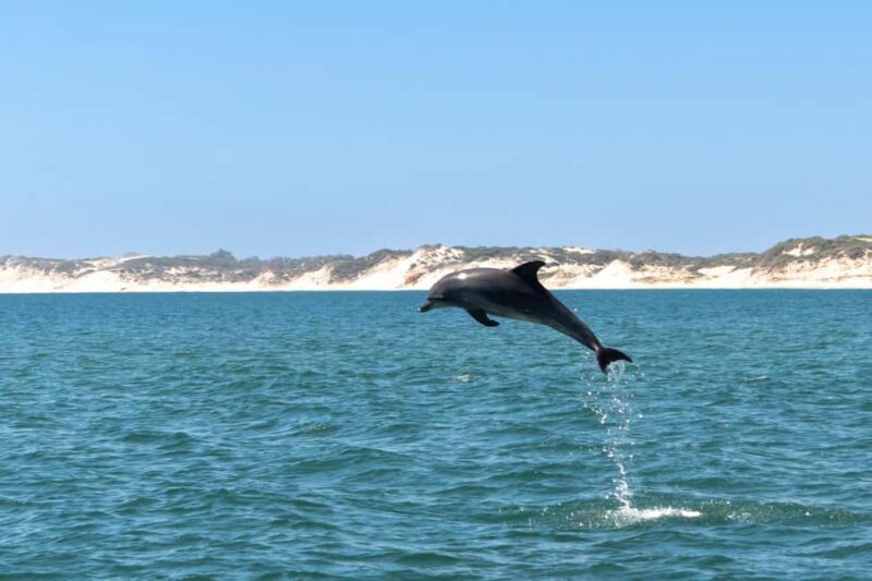 Koombana Bay: Dolphin Eco Cruise - FAQ