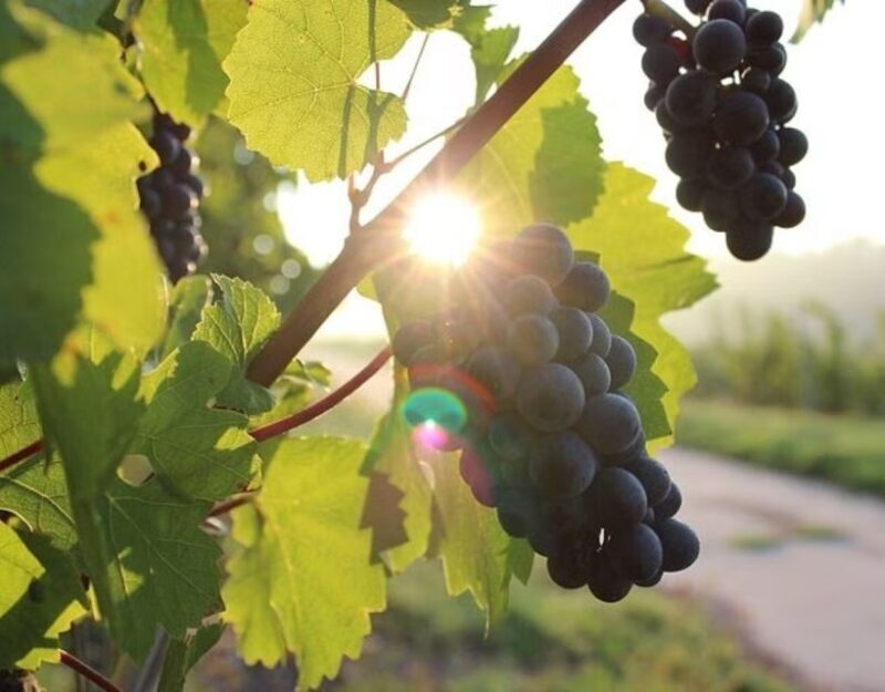 Korcula and Peljesac with Wine Tasting Private Day Trip from - An In-Depth Look at the Trip Itinerary