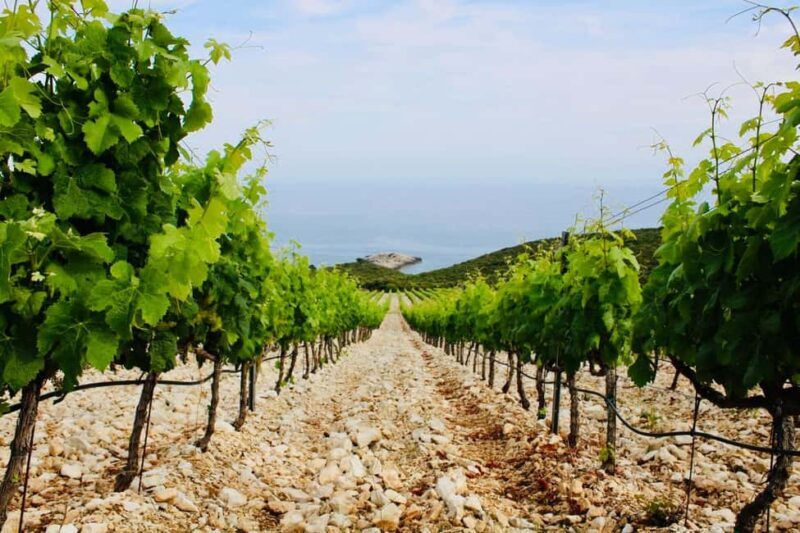 Korcula: Guided Wine Tour with Tastings - Practicalities and Logistics