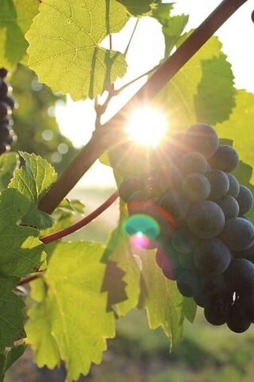 Korcula & Peljesac Wine Tasting Group Tour from Dubrovnik - An In-Depth Look at the Tour