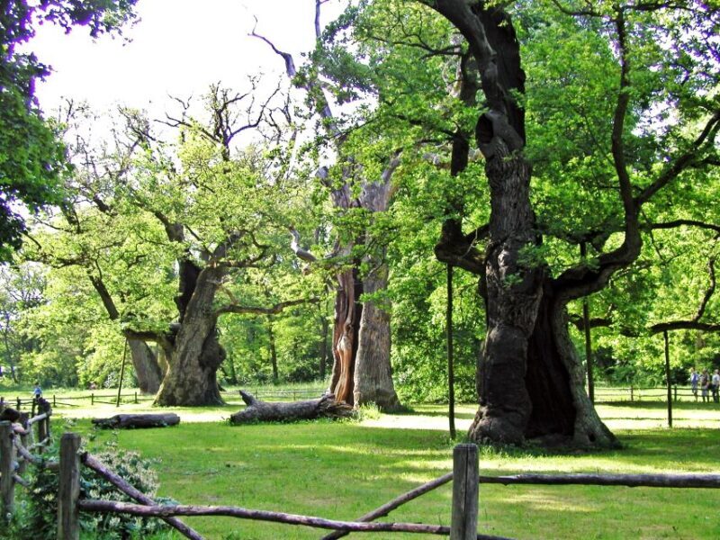 Kornik Castle and Rogalin Palace Half-Day Private Tour - FAQ