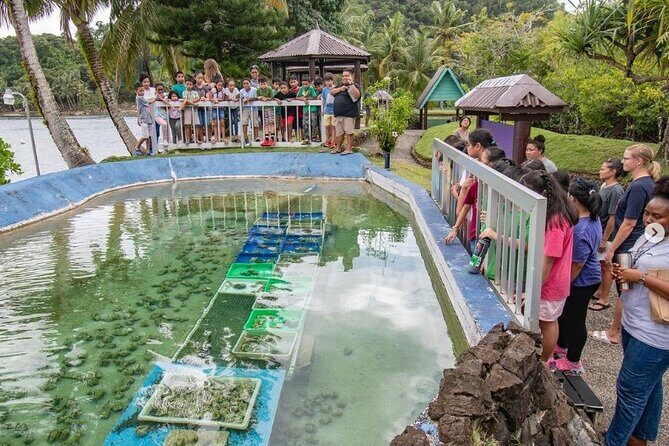 Koror City Tour - The Sum Up: A Well-Rounded, Authentic Koror Introduction