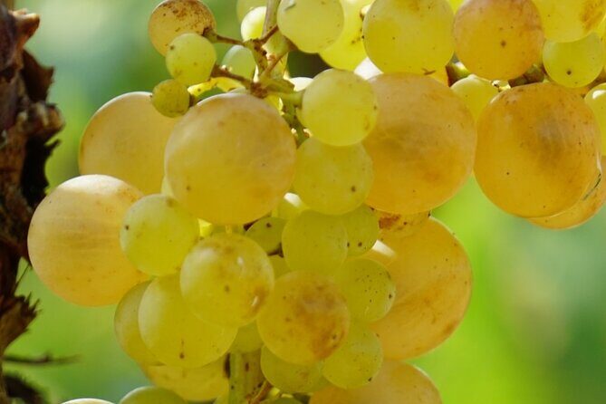 Korula for Wine Lovers - Poip and Grk Wines Private Tour - Final Thoughts: Is This Tour Right for You?