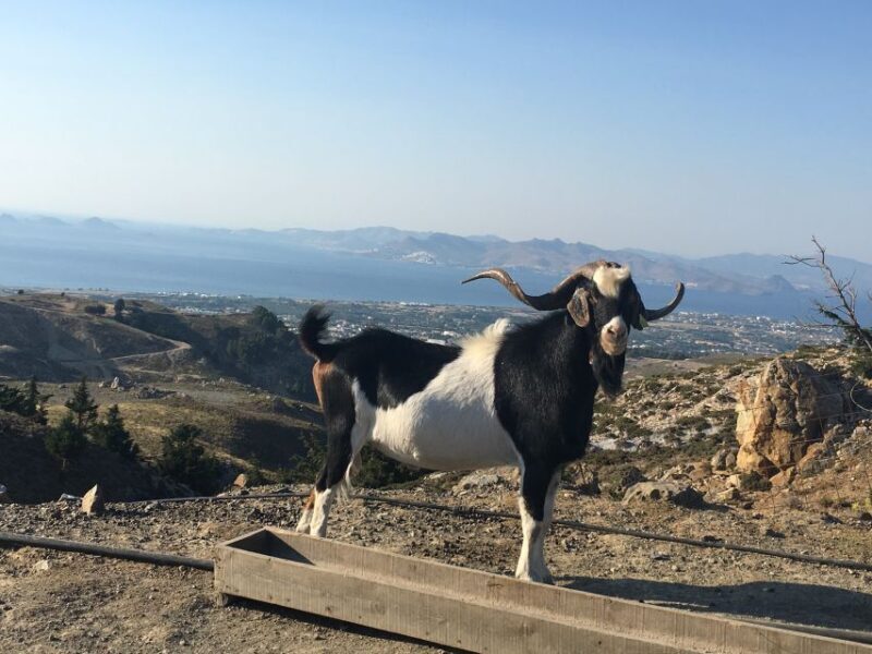 Kos: Full-Day Jeep Safari with Lunch - The Itinerary: What to Expect on the Day