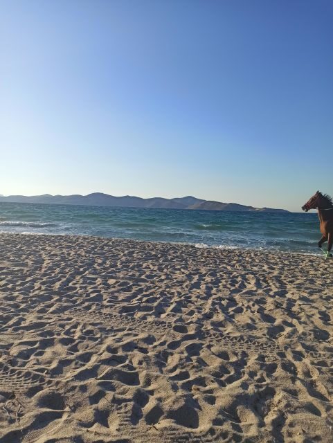 Kos: Horse Riding Experience on the Beach with Instructor - Key Points