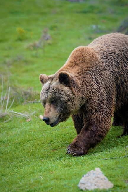 Kosovo: Bear Sanctuary Prishtina, (guided tour & shuttle) - Final Thoughts: Is It Worth It?