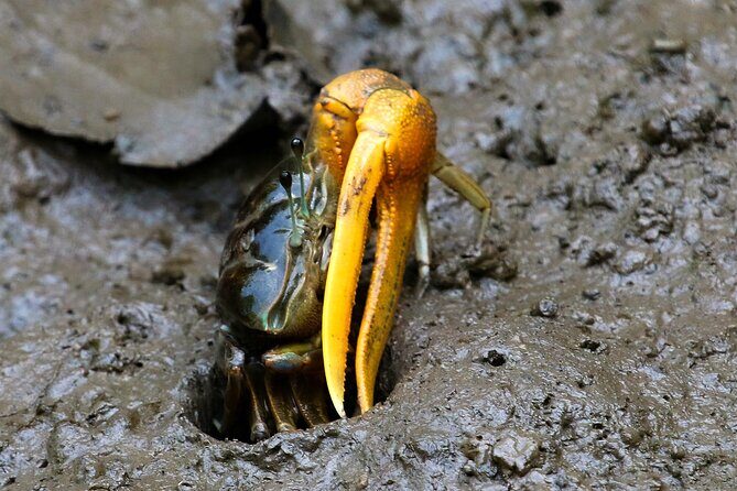 Kota Kinabalu: Beringgis Mangove Fireflies, Sunset Tour & Dinner - Final Thoughts