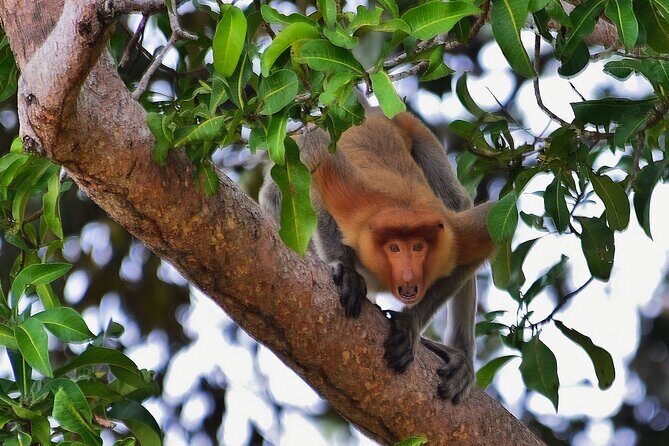 Kota Kinabalu: Beringgis Mangove Fireflies, Sunset Tour & Dinner - Frequently Asked Questions