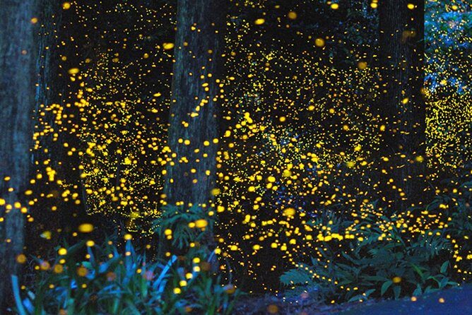 Kota Kinabalu K2 Fireflies Sunset River Cruise Tour with Dinner - Key Points