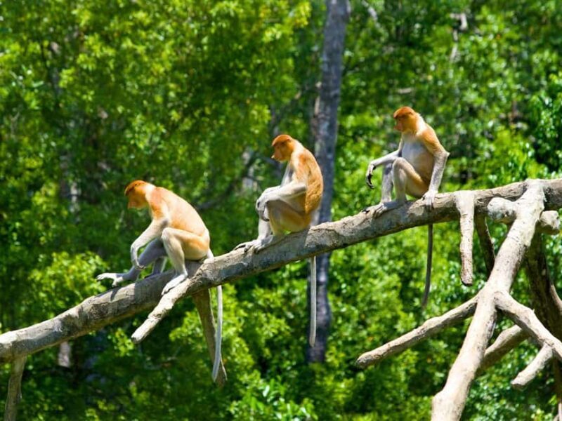 Kota Kinabalu: Klias River Cruise with Dinner and Fireflies - Key Points