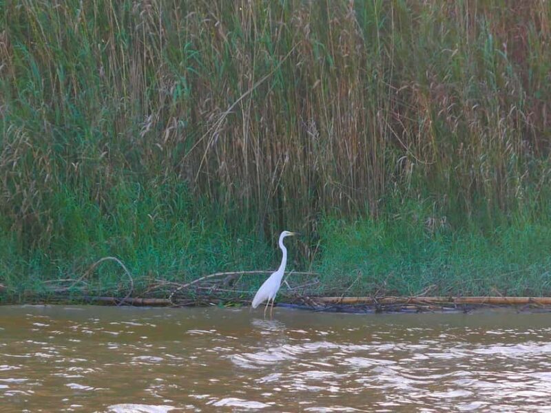 Kota Kinabalu: Klias River Cruise with Dinner and Fireflies - Who Should Consider This Tour?