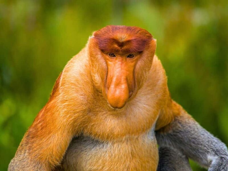 Kota Kinabalu: Klias River Cruise with Dinner and Fireflies - Final Thoughts