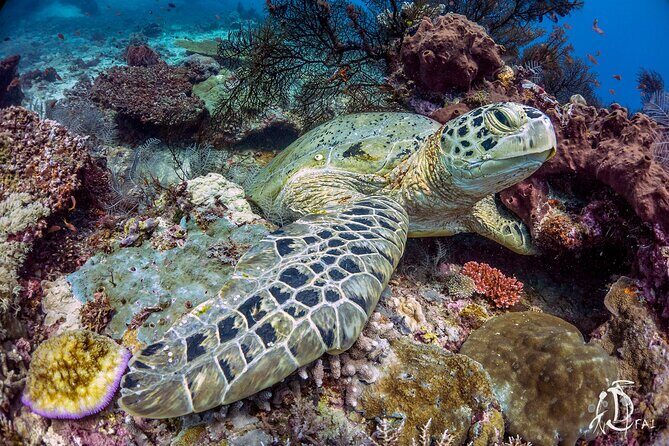 Kota Kinabalu Leisure Scuba Diving Trip (3 Dives) - Price, Value, and Practical Considerations