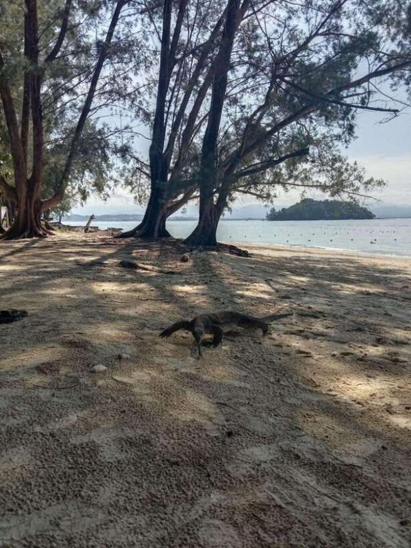 Kota Kinabalu: Manukan & Sapi Islands Snorkeling with Lunch - The Itinerary and What to Expect