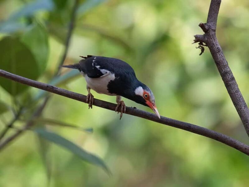 Krabi: Ao Thalane Mangrove Kayaking with Extras - The Sum Up