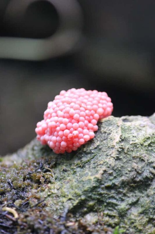 Krabi: Aoluek Birdwatching, Caves, and River Tour - Introduction