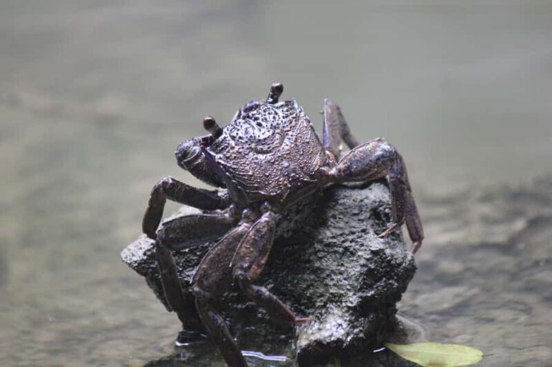 Krabi: Aoluek Birdwatching, Caves, and River Tour - The Experience: What Makes It Special