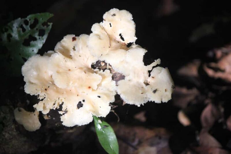 Krabi: Aoluek Birdwatching, Caves, and River Tour - Why This Tour Is Worth Considering