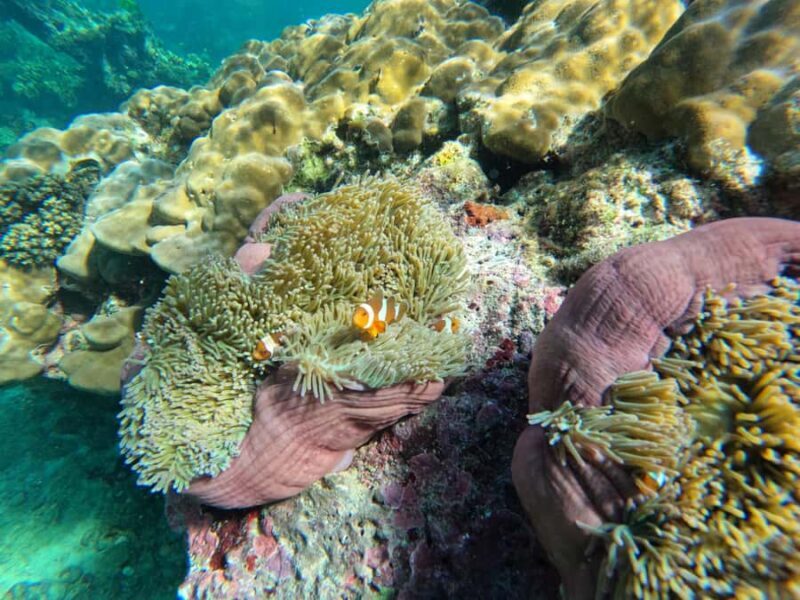 Krabi Aonang: Koh Rok & Koh Haa Snorkelling Day Trip + Lunch - Reviews in a Nutshell