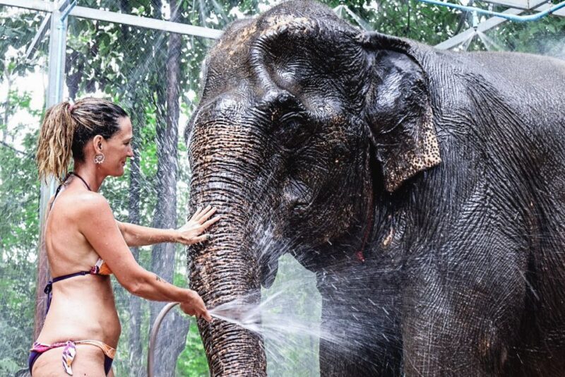 Krabi: Elephant Bathing Session at Krabi Elephant Shelter - What Makes the Krabi Elephant Bathing Experience Special?