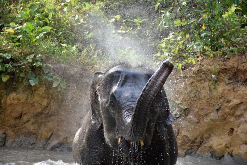 Krabi: Elephant Care House Guided Tour with Hotel Transfers - Who Will Love This Tour?