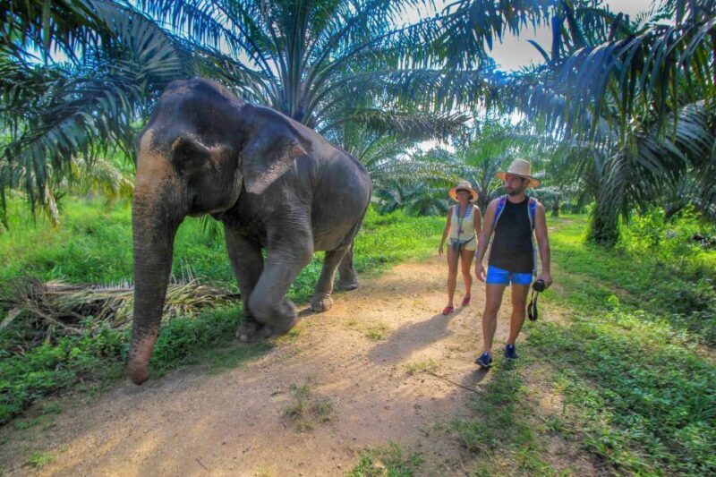 Krabi: Elephant Care House Guided Tour with Hotel Transfers - FAQs