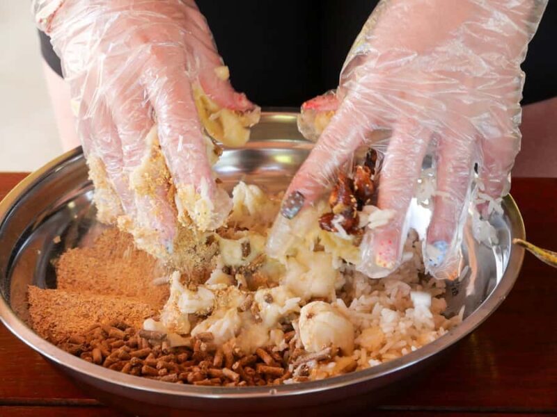 Krabi: Elephant Cook & Feeding Visit with Workshop - An Honest Look at the Elephant Cook & Feeding Experience