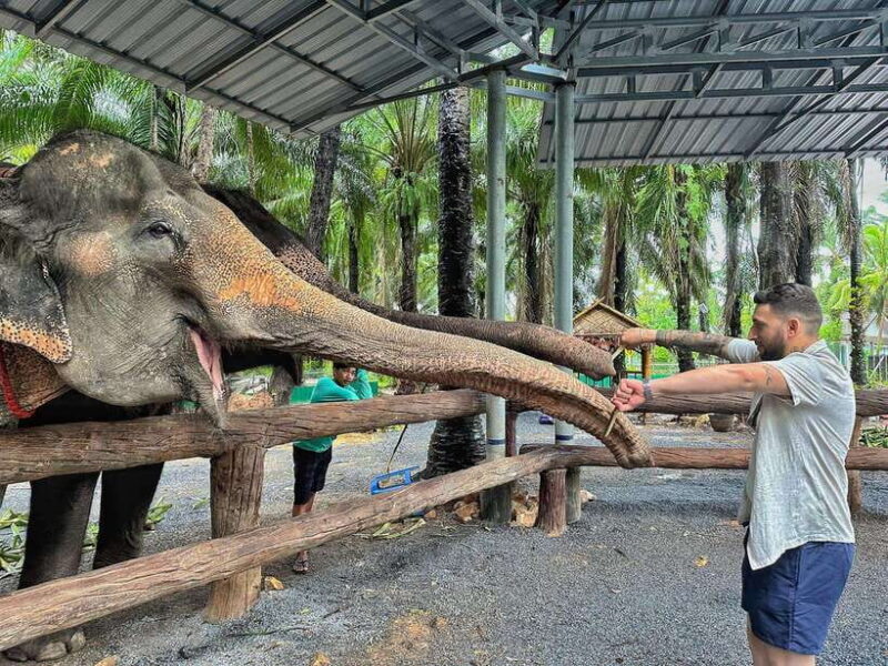 Krabi: Elephant Feeding Program - A Closer Look at the Experience