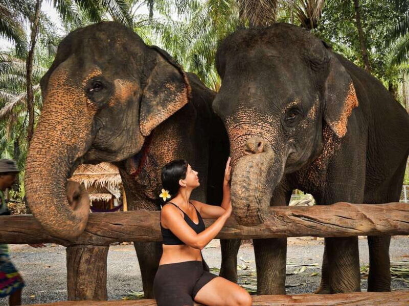 Krabi: Elephant Feeding Program - Practical Details